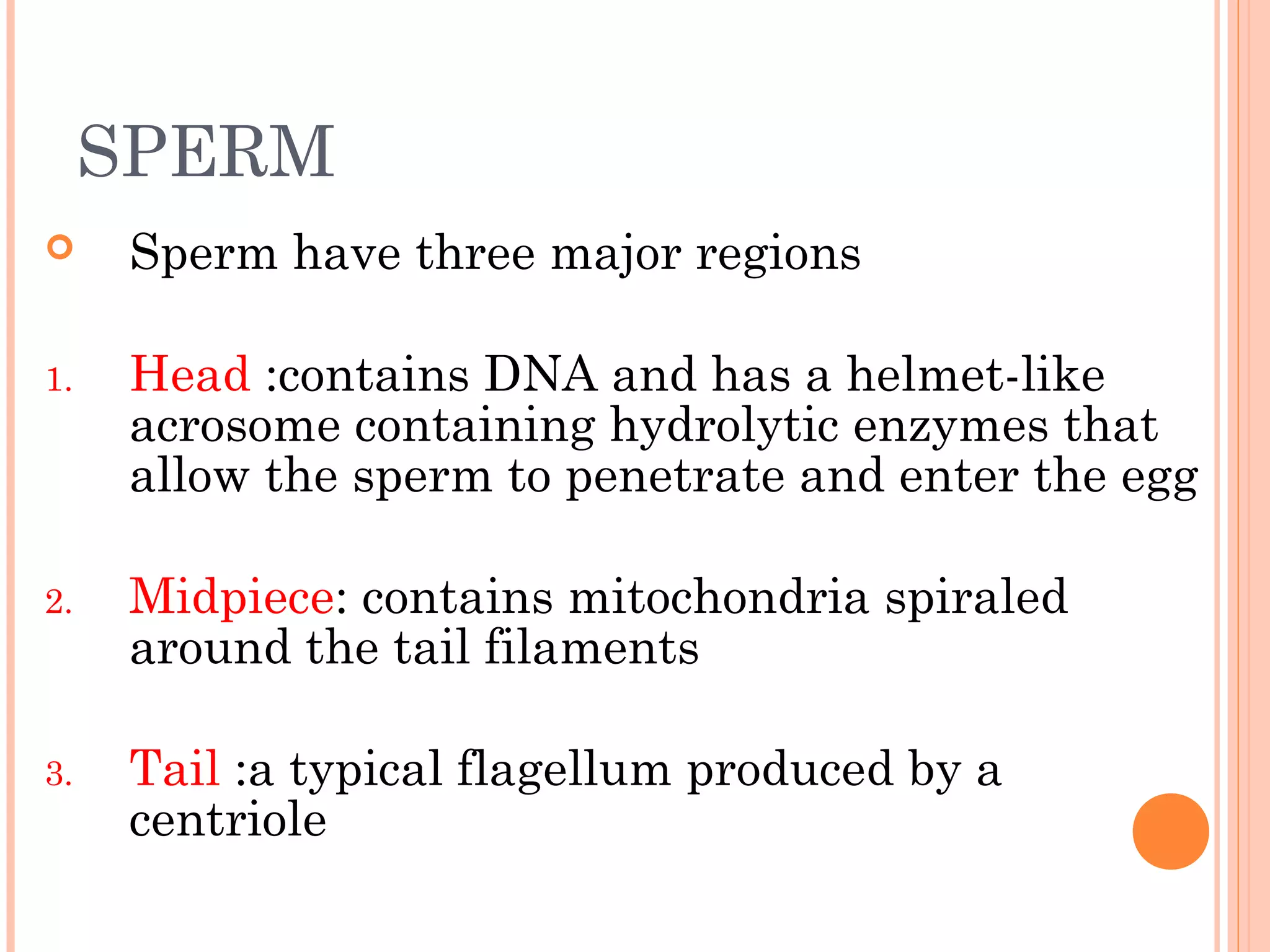 The male reproductive system | PPT