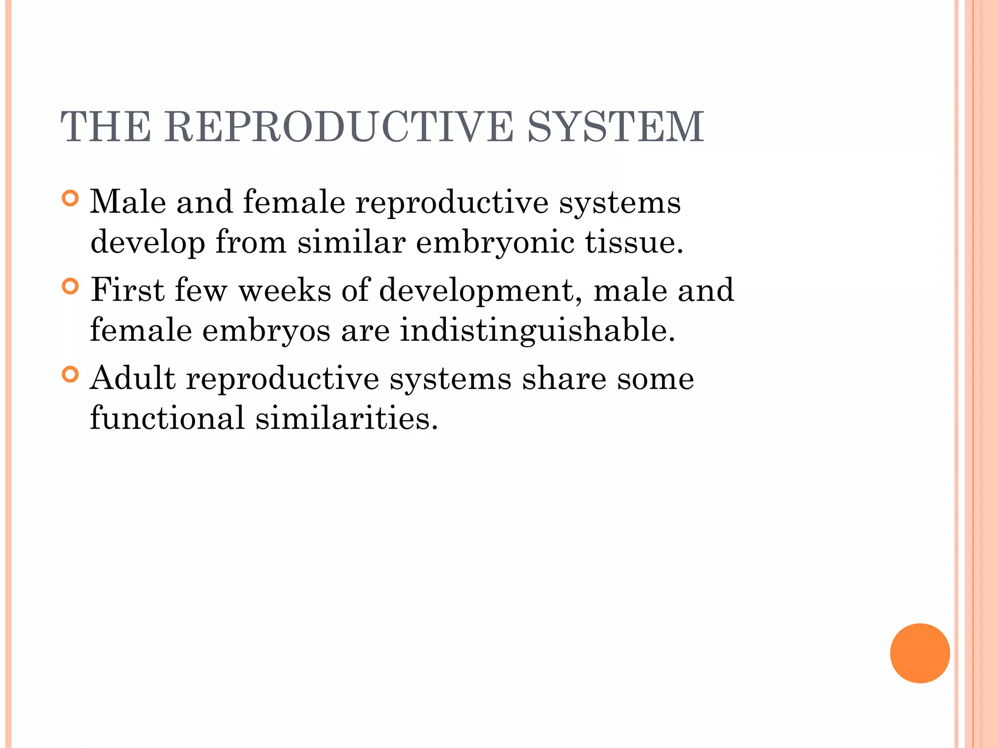 The male reproductive system | PPT
