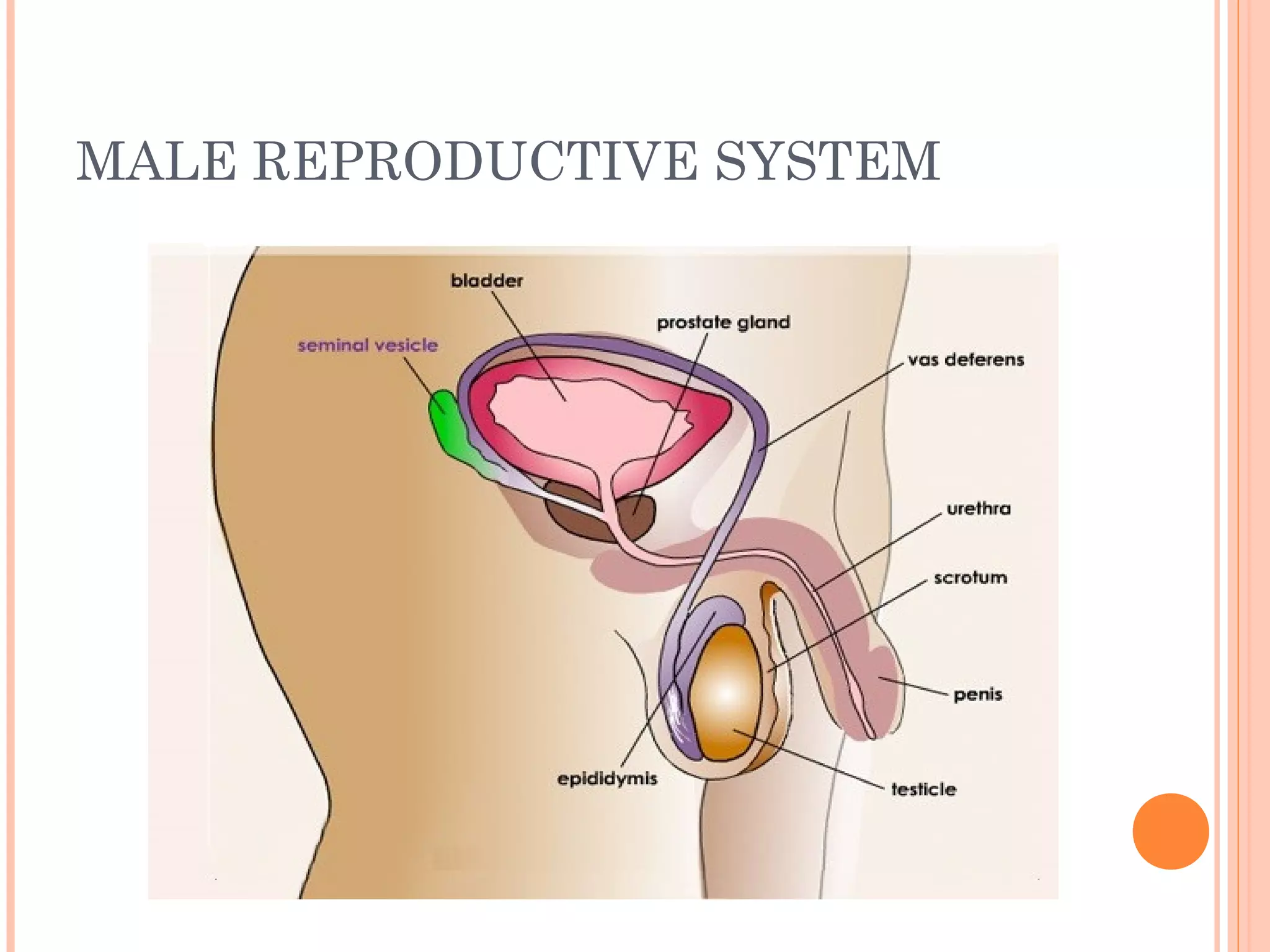 The male reproductive system | PPT