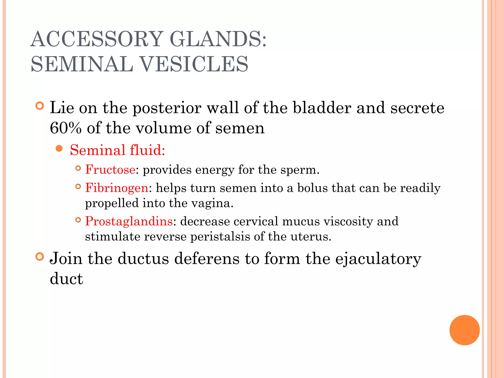 The male reproductive system | PPT