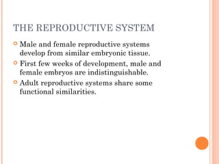 The male reproductive system | PPT