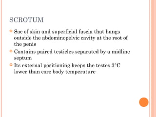 The male reproductive system | PPT