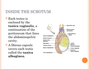 The male reproductive system | PPT