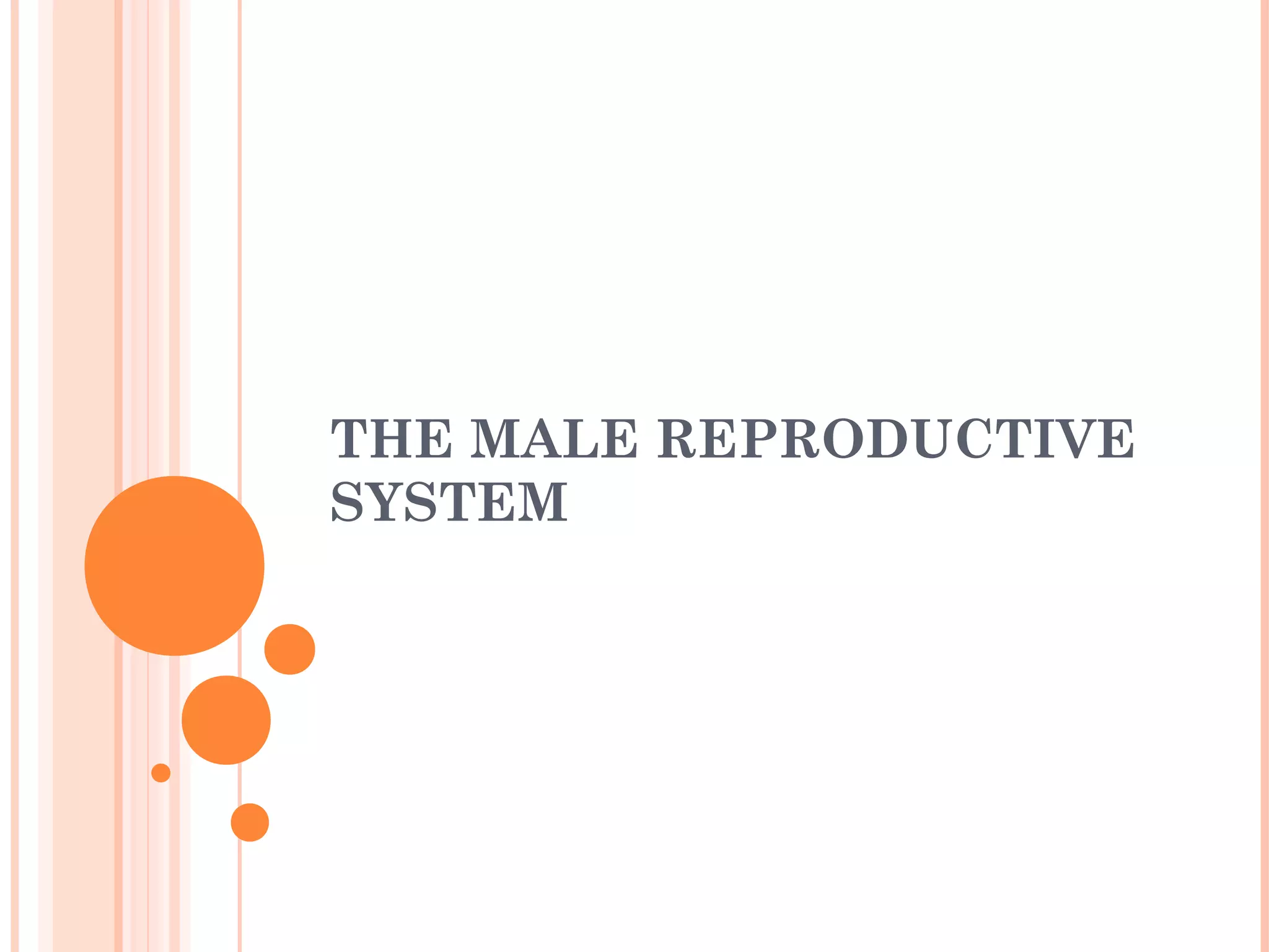 The Male Reproductive System | PPT