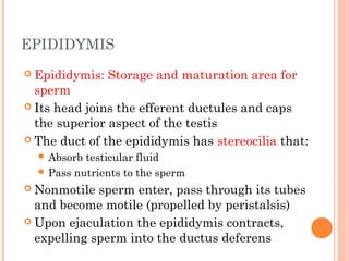 The Male Reproductive System | PPT