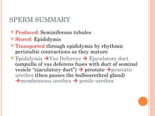 The Male Reproductive System | PPT