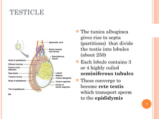 The Male Reproductive System | PPT