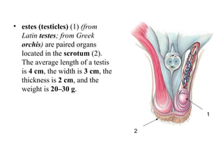 the male reproductive systemscience1.ppt