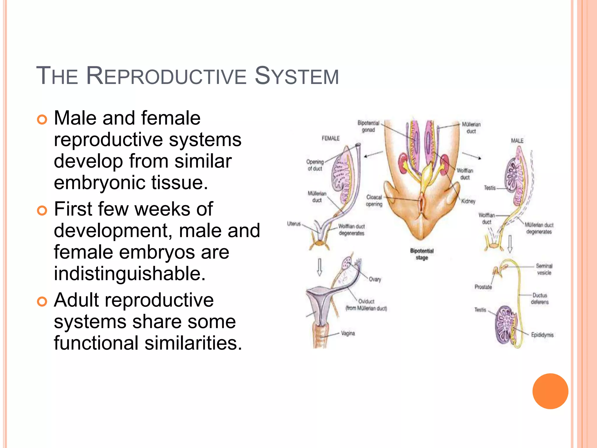 The Male Reproductive System By Axel.pptx
