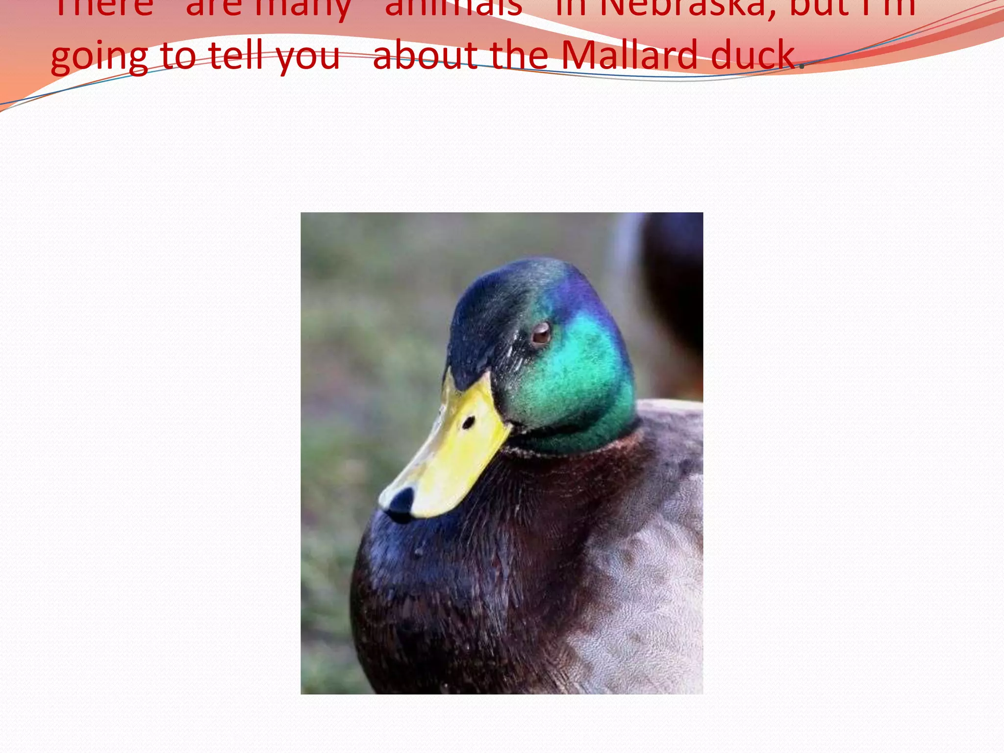 The mallard duck | PPTX