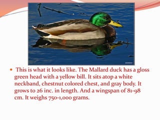 The mallard duck | PPTX