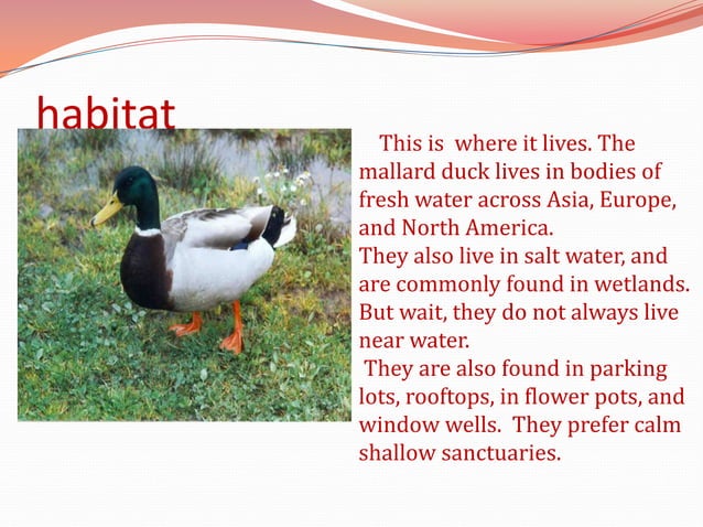 The mallard duck | PPT