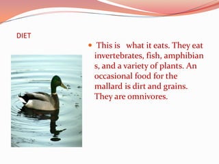 The mallard duck | PPTX