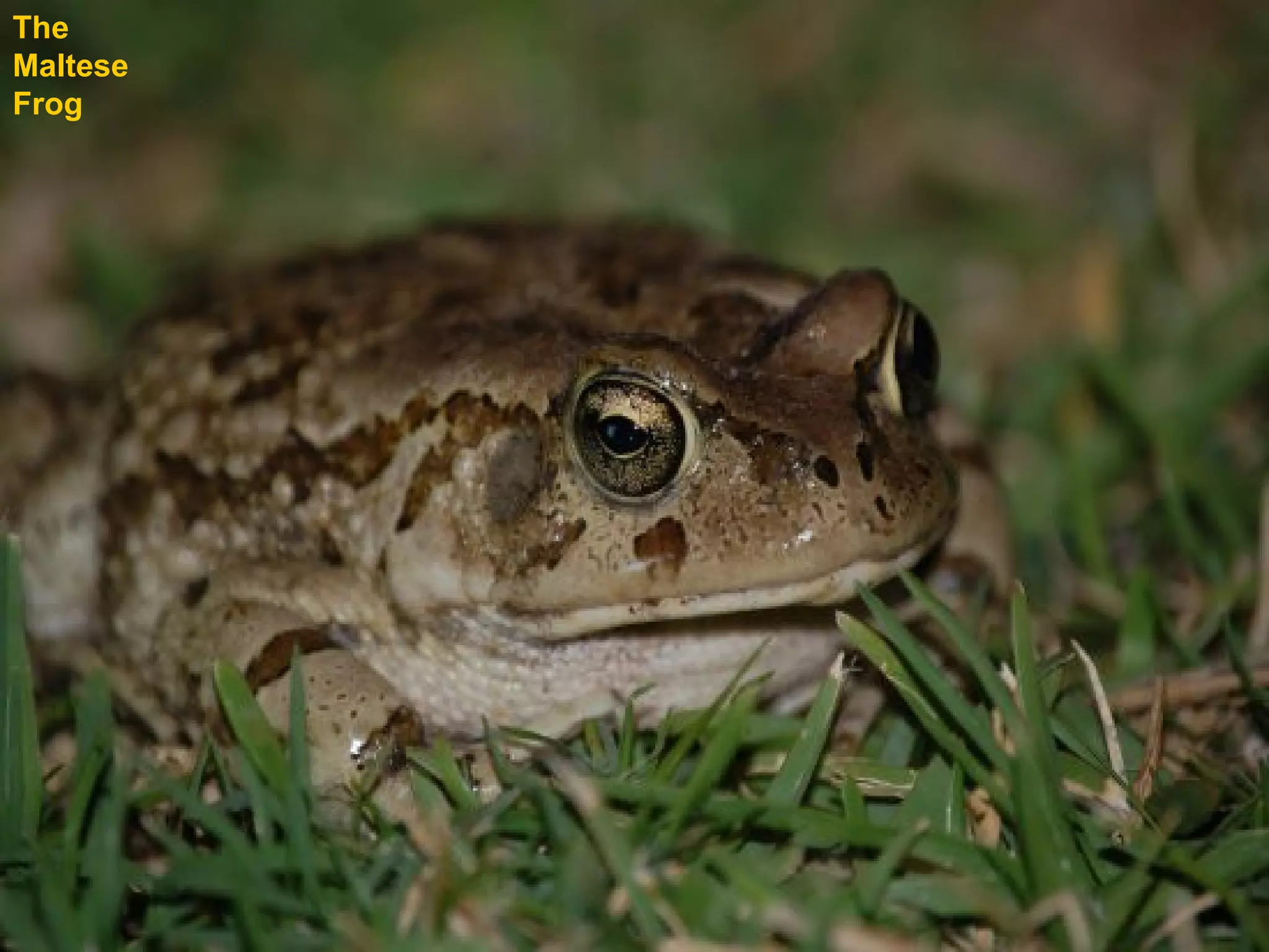 The Maltese Frog | PPS