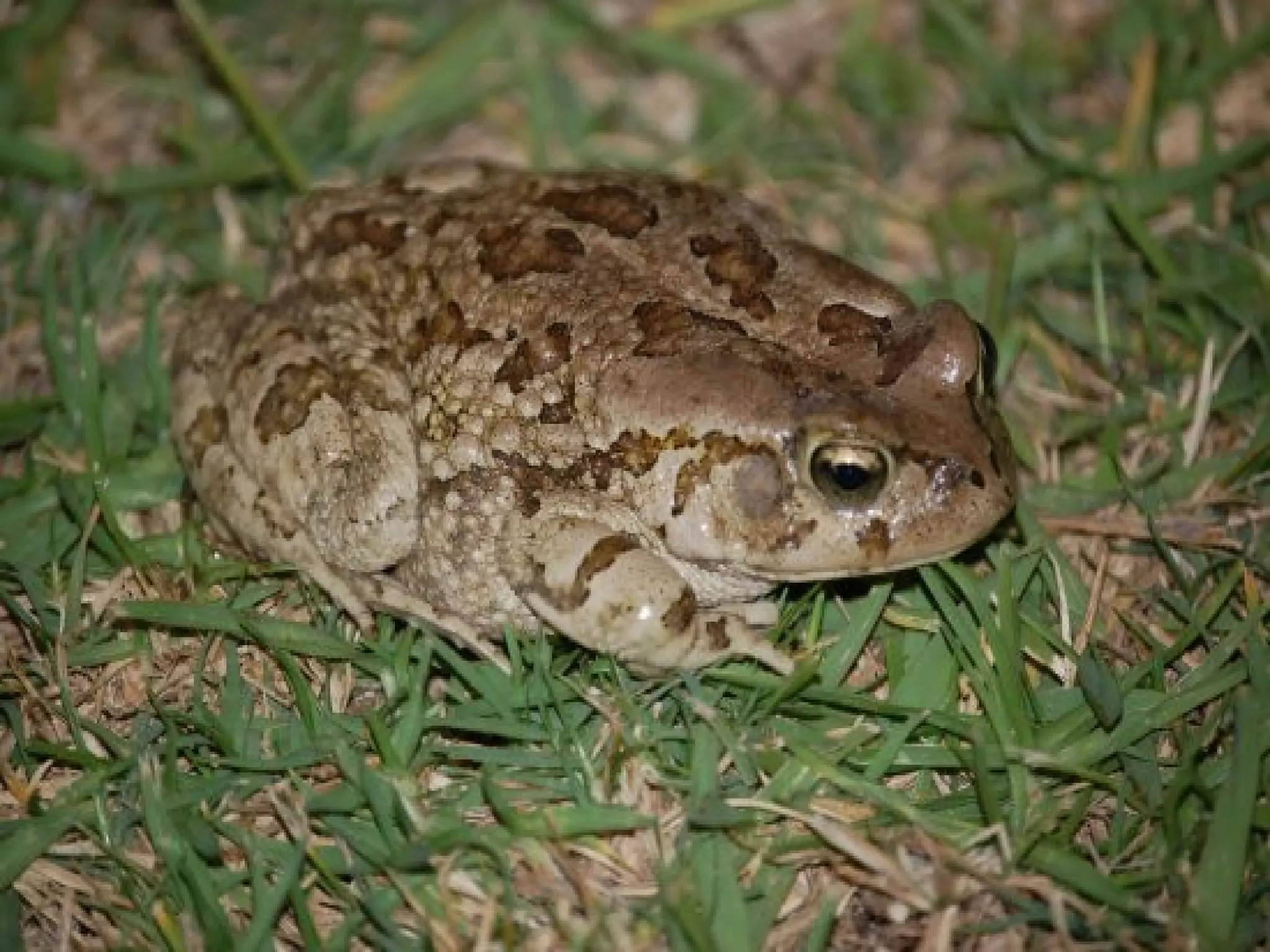 The Maltese Frog | PPS