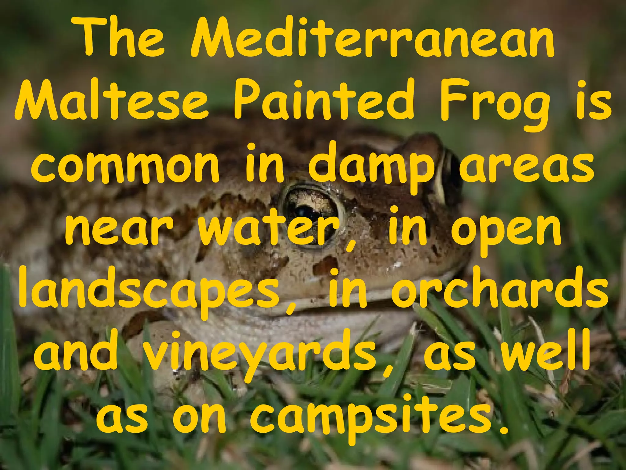 The Maltese Frog | PPS