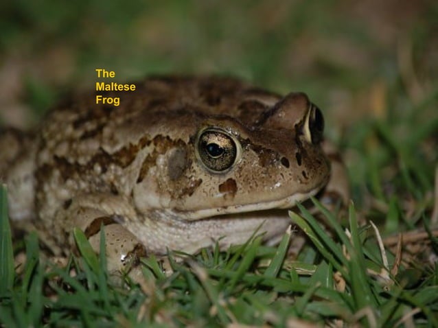 The Maltese Frog | PPS