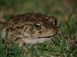 The Maltese Frog | PPS