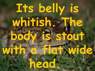 The Maltese Frog | PPS