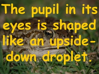The Maltese Frog | PPS