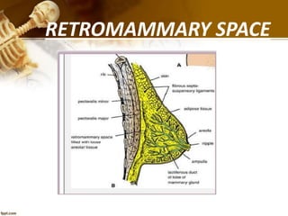 BREAST (The mammary gland) | PPT
