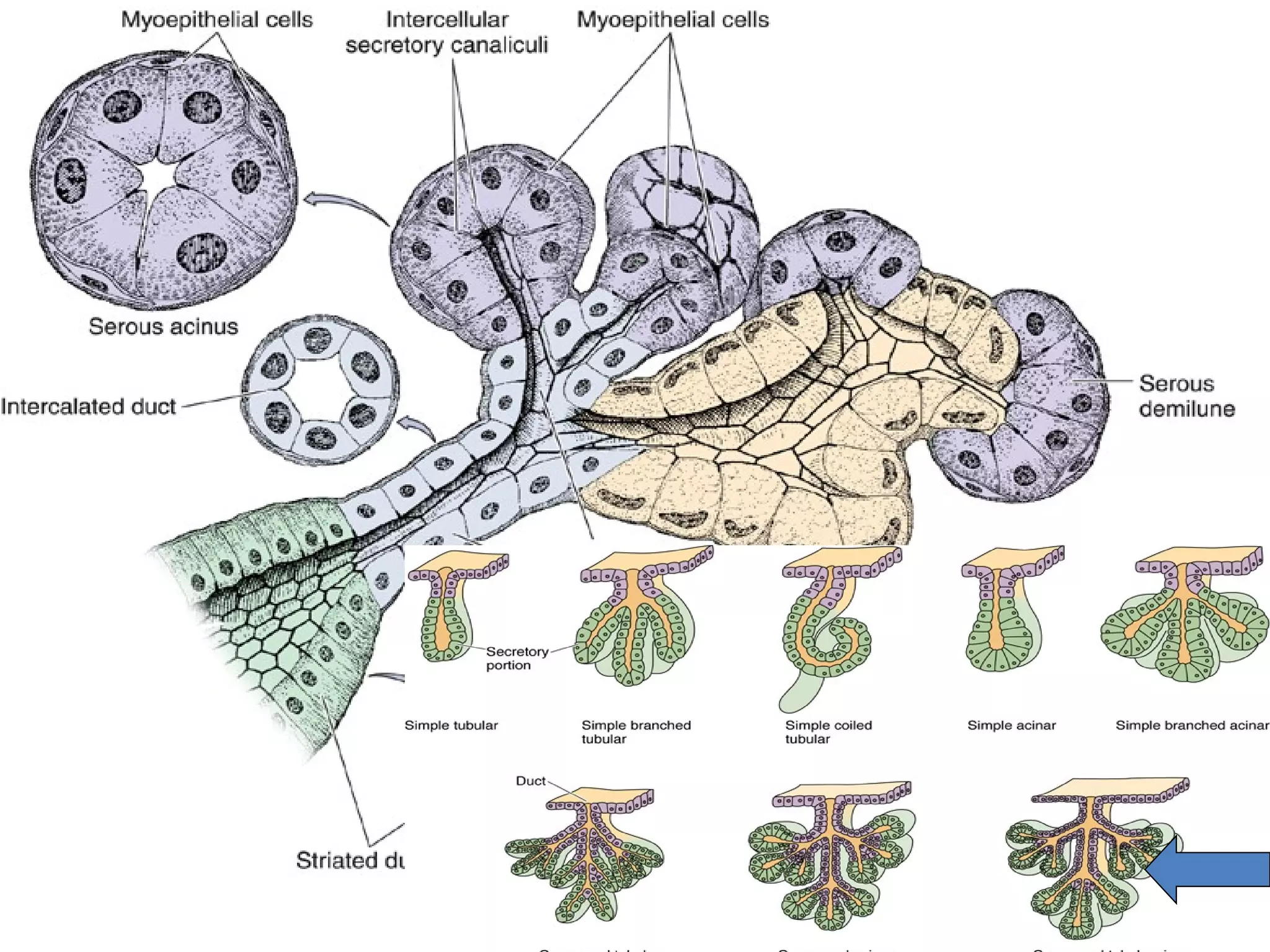 Histology of the breast | PPT