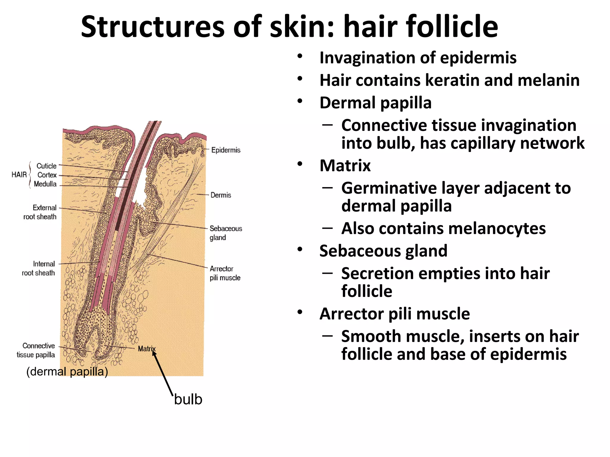 Histology of the breast | PPT