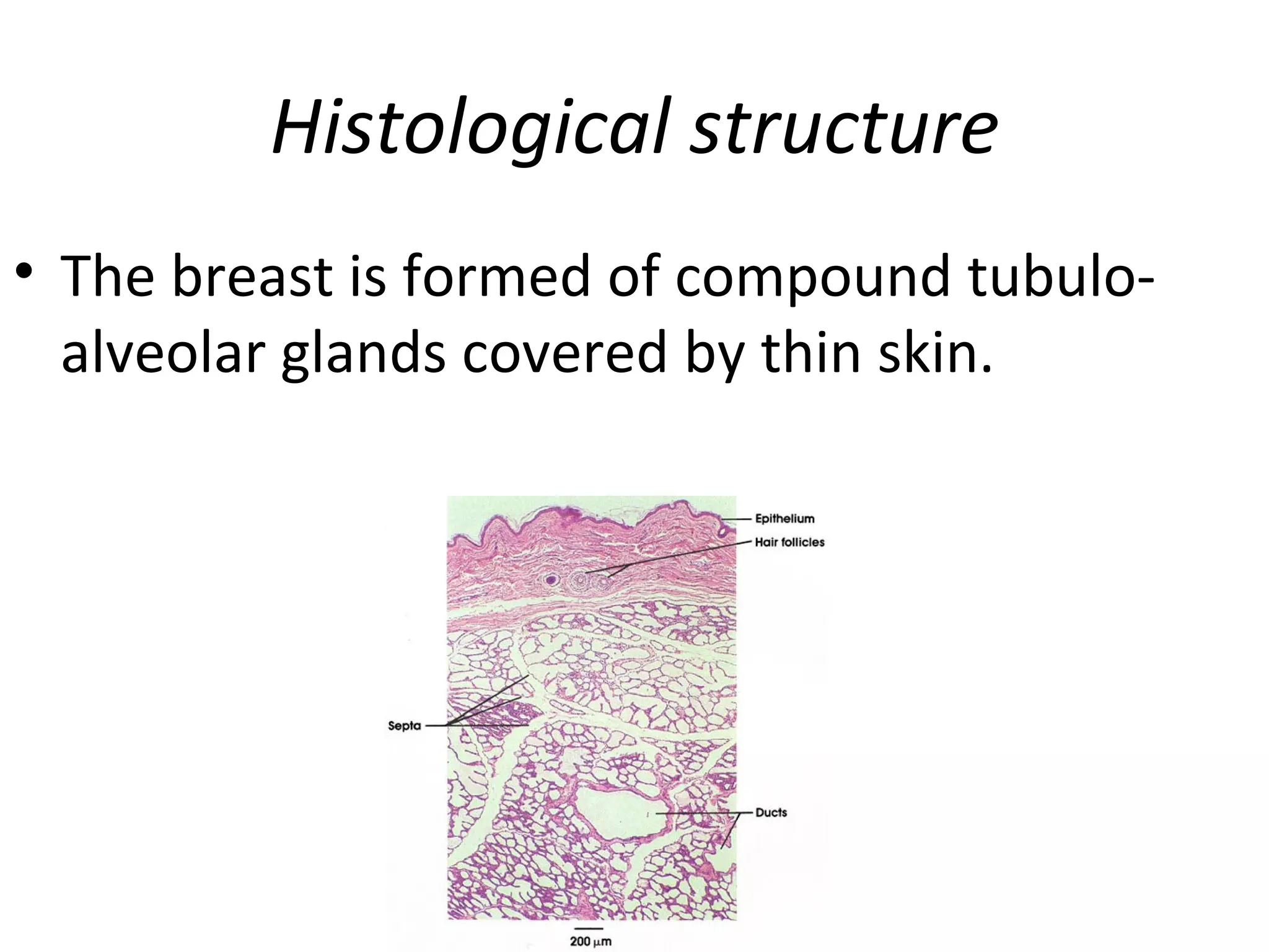 Histology of the breast | PPT