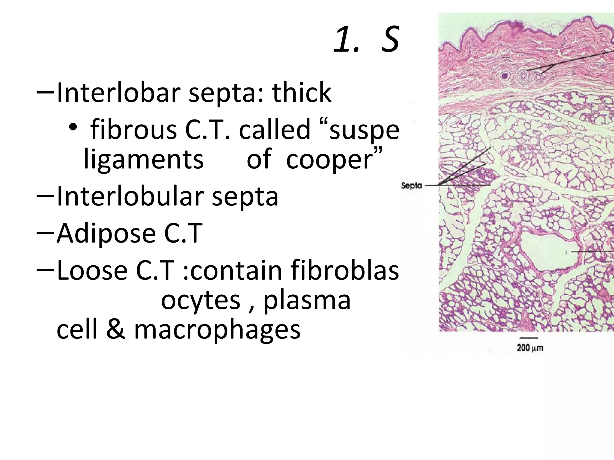 Histology of the breast | PPT