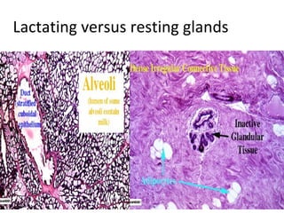 Histology of the breast | PPT