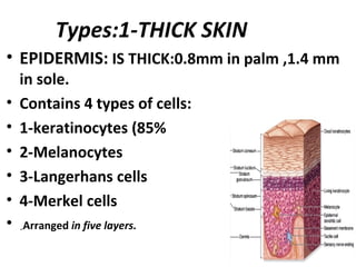 Histology of the breast | PPT
