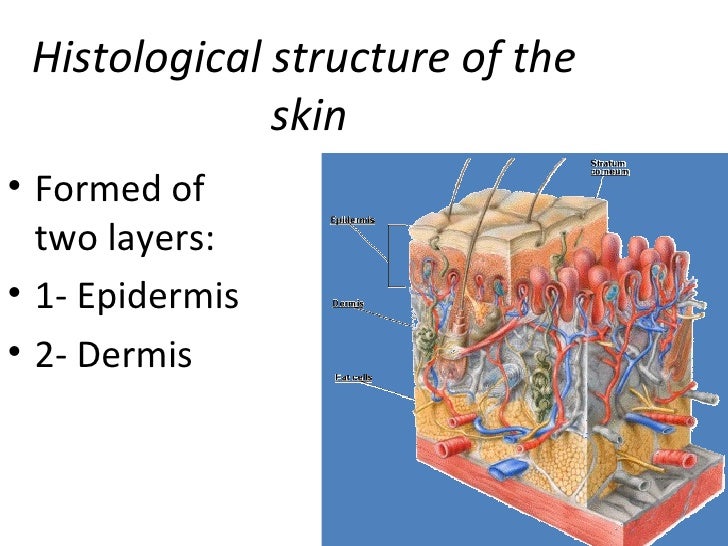 Histology of the breast