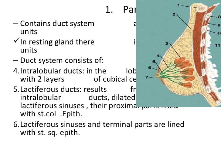 Histology of the breast