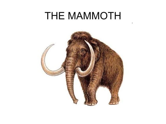 The mammoth | PPT | Geology | Science