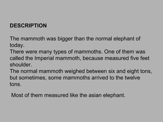 The mammoth | PPT