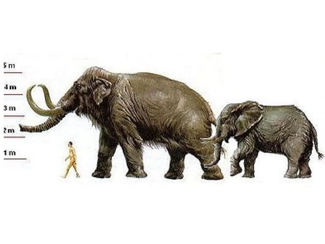 The mammoth | PPT | Geology | Science