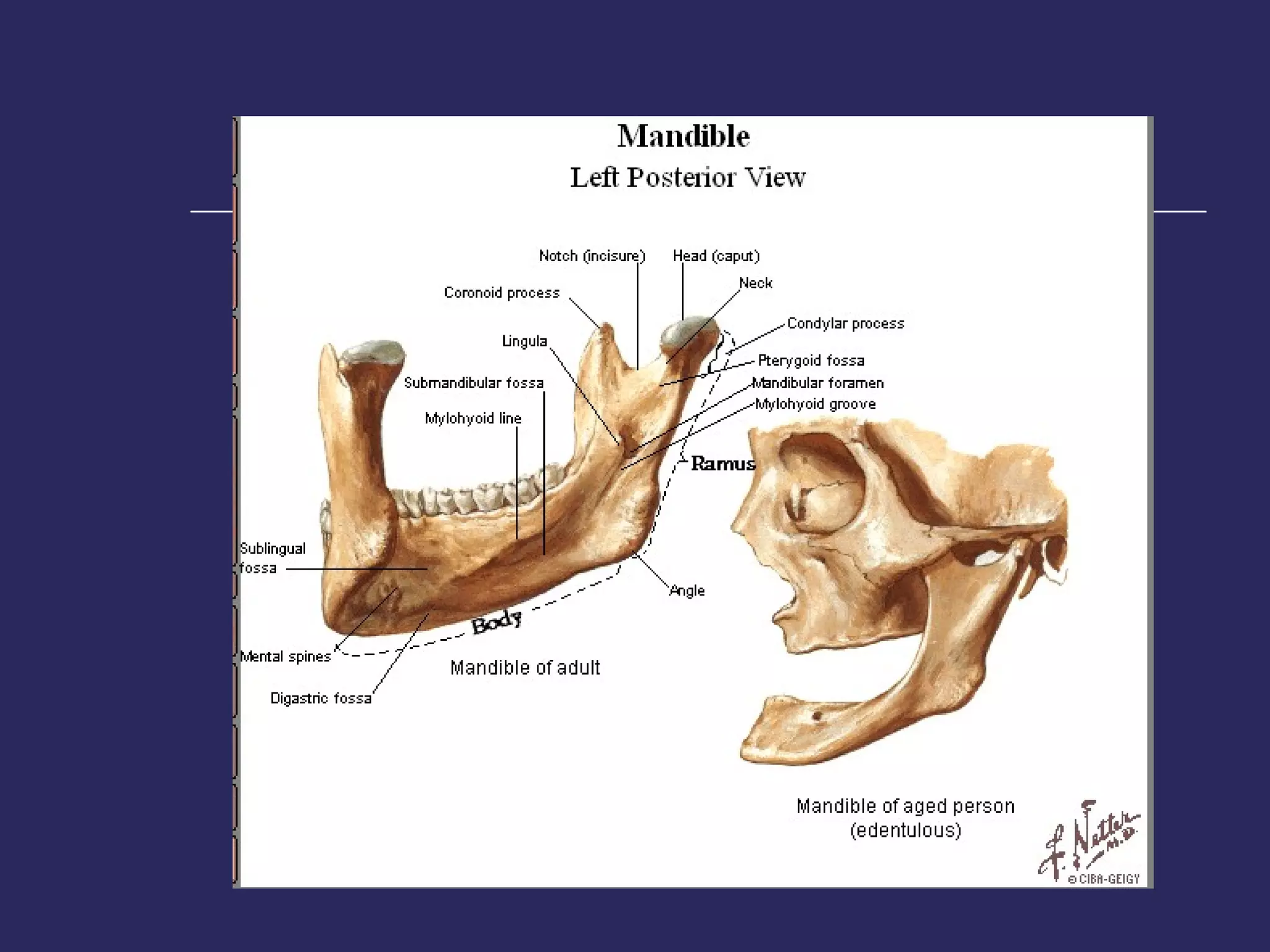 Anatomy of The mandible | PPT
