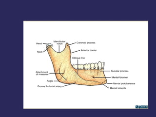 Anatomy of The mandible | PPT