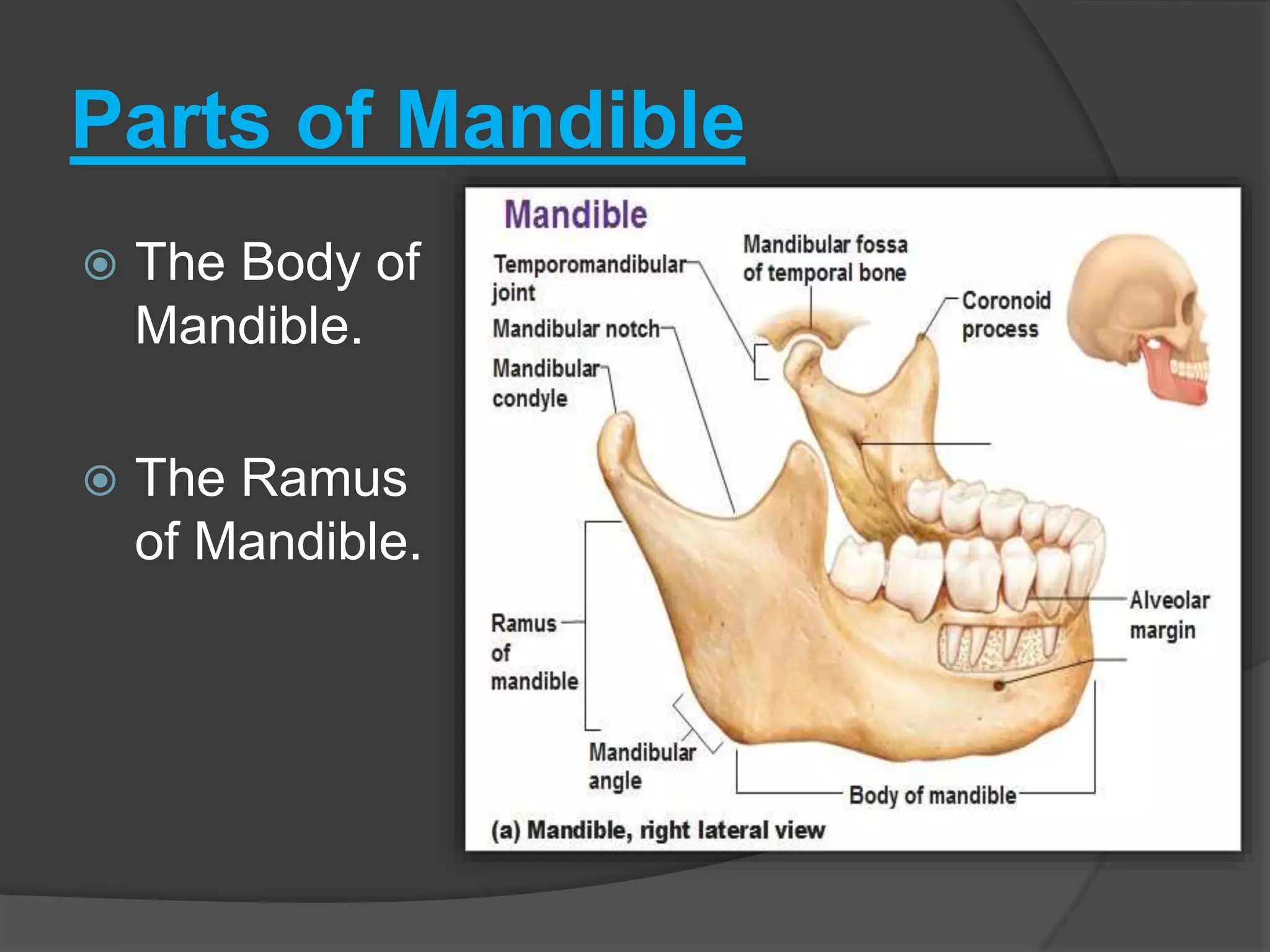 The Mandible | PPTX