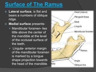 The Mandible | PPTX
