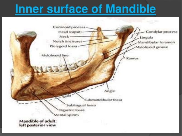 The Mandible