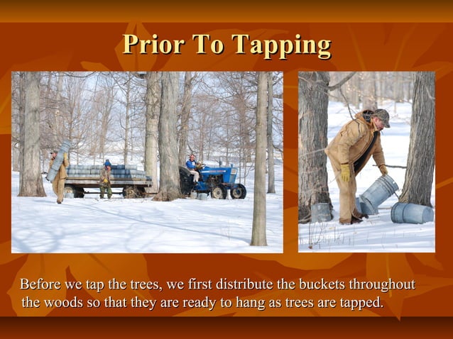 The Maple Syrup Process at Johnson Sugar Camp | PPT