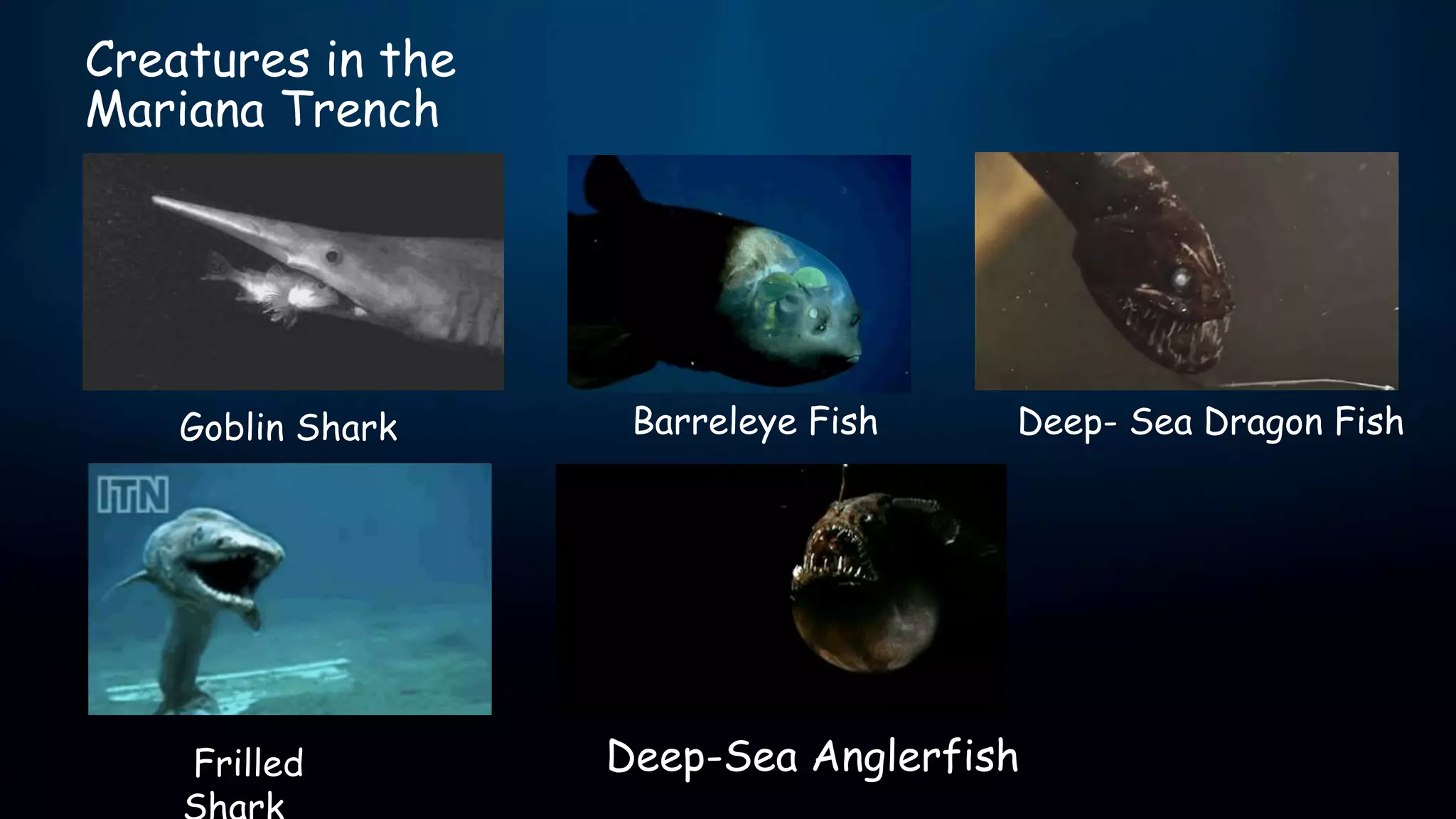 The mariana trench | PPTX