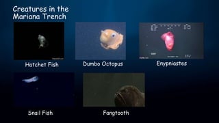 The mariana trench | PPTX