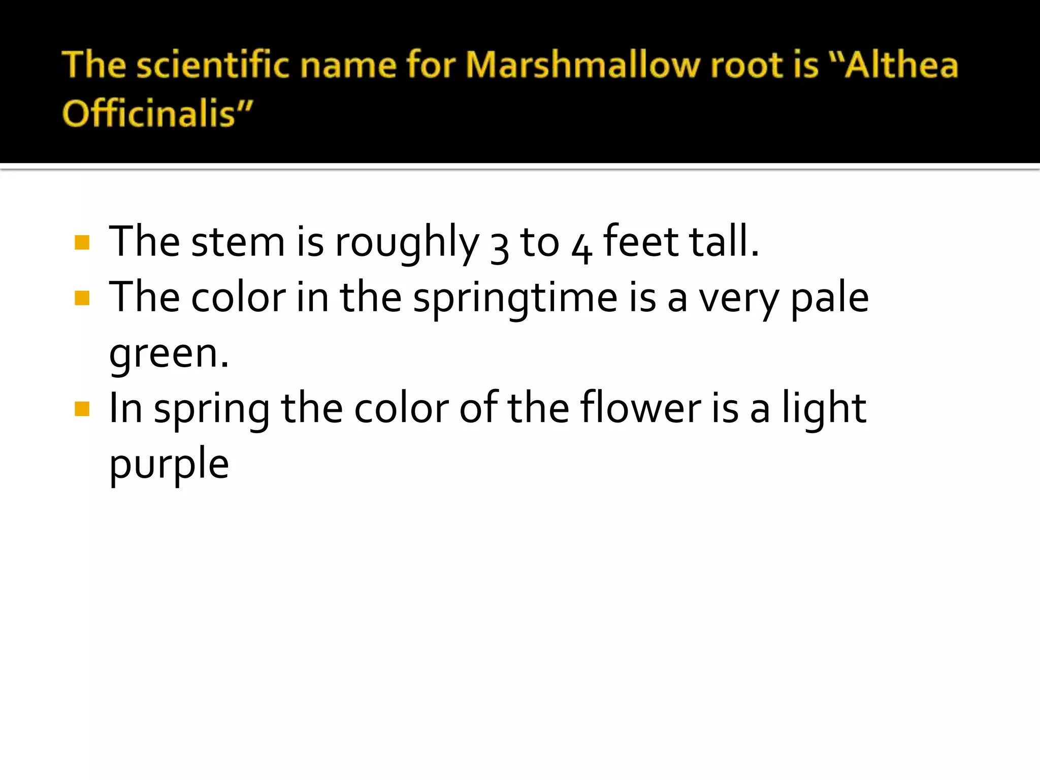 The marsh mallow | PPTX