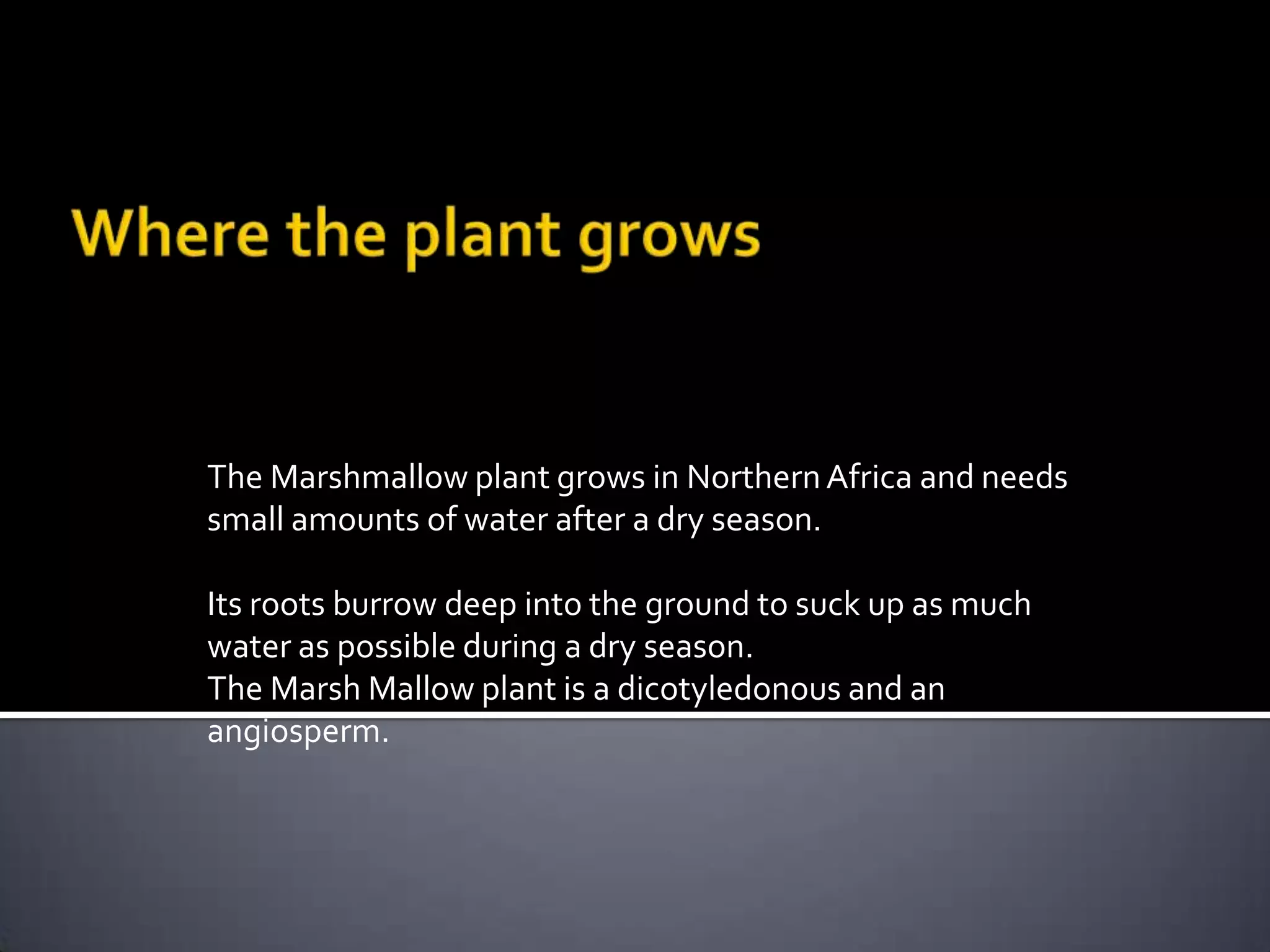 The marsh mallow | PPTX