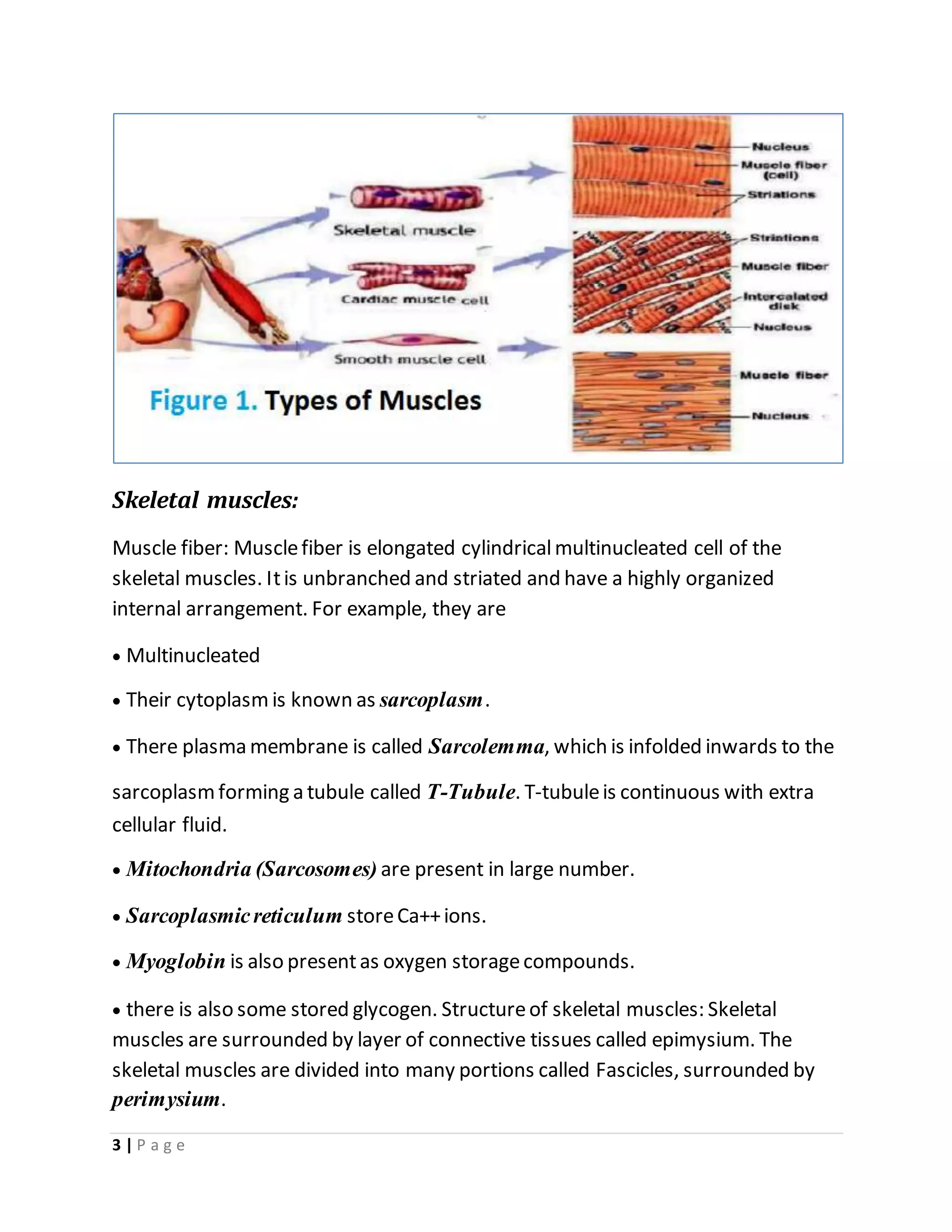 The mascular system | DOCX
