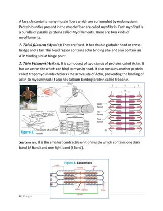 The mascular system | DOCX