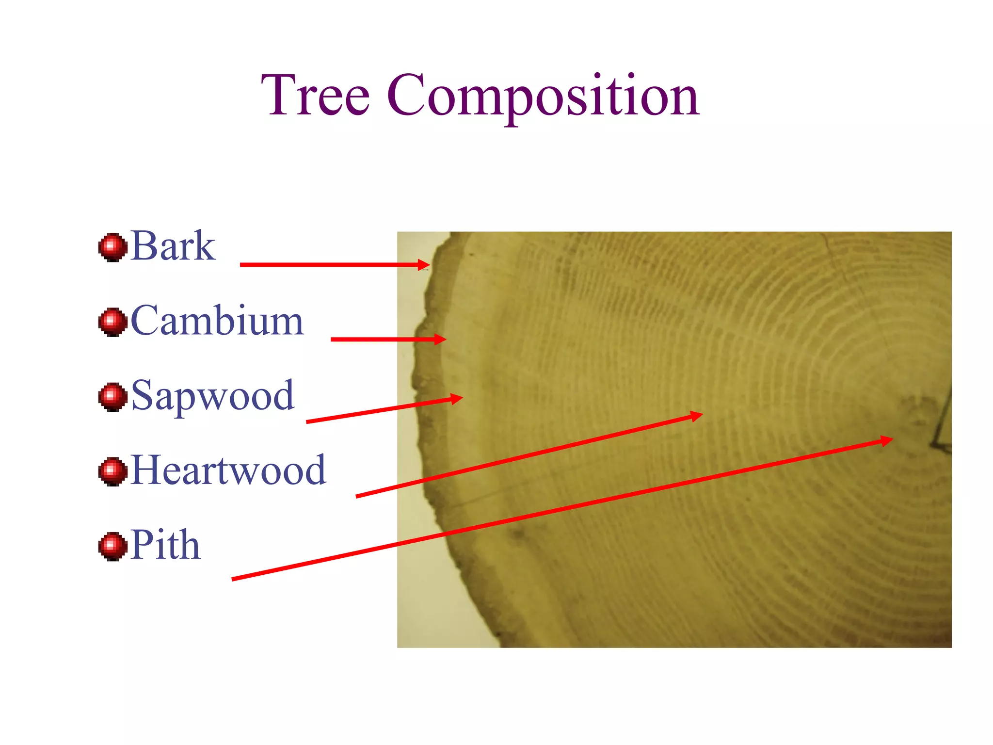 The Material Wood | PPT