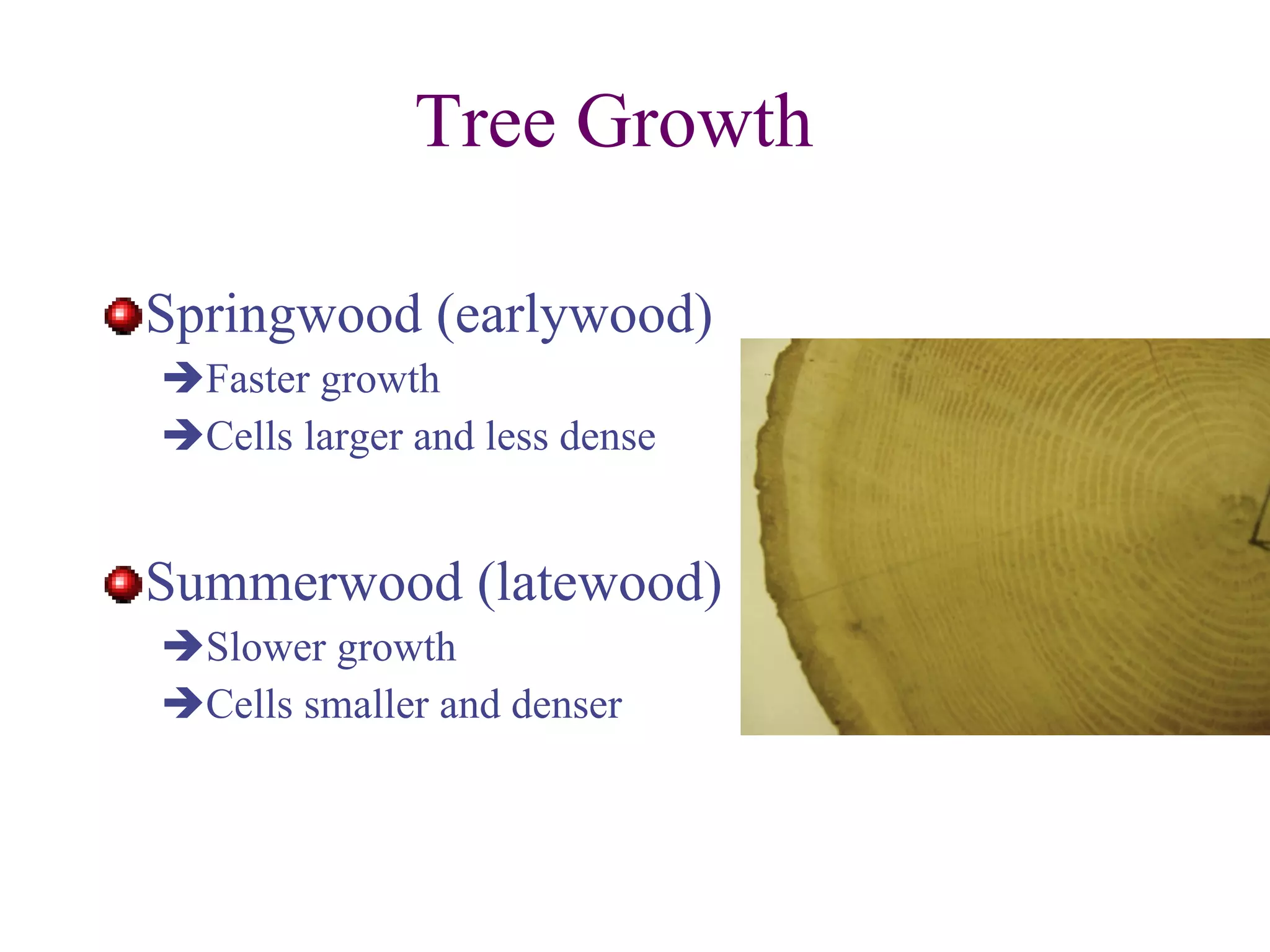 The Material Wood | PPT